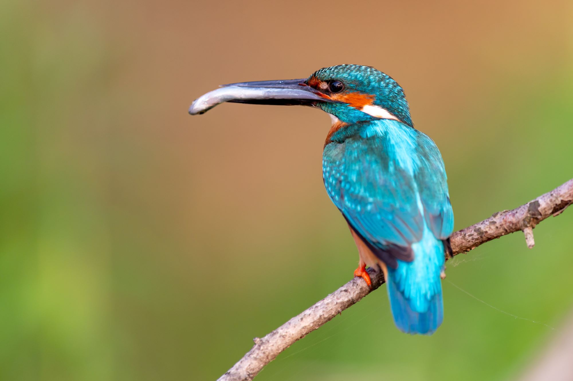 Projektowany Park Narodowy Doliny Dolnej Odry - Ministerstwo Klimatu i ...