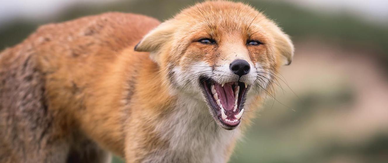 WŚCIEKLIZNA GROŹNA CHOROBA LUDZI I ZWIERZĄT - Powiatowa Stacja ...