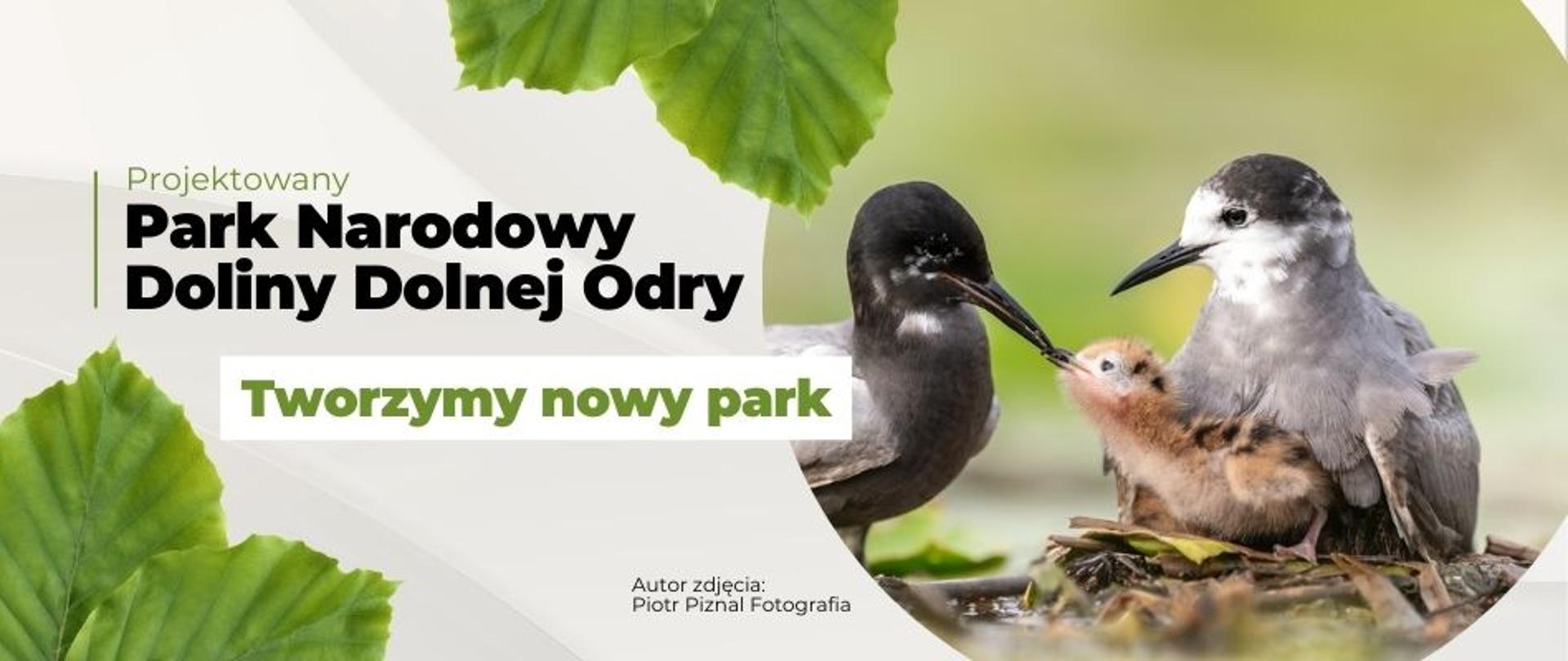 Projektowany Park Narodowy Doliny Dolnej Odry - Ministerstwo Klimatu i ...