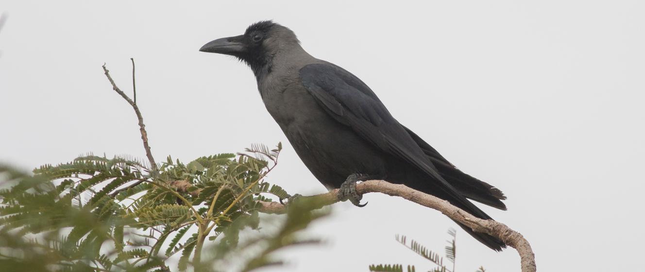 Corvus splendens - wrona orientalna - Generalna Dyrekcja Ochrony ...