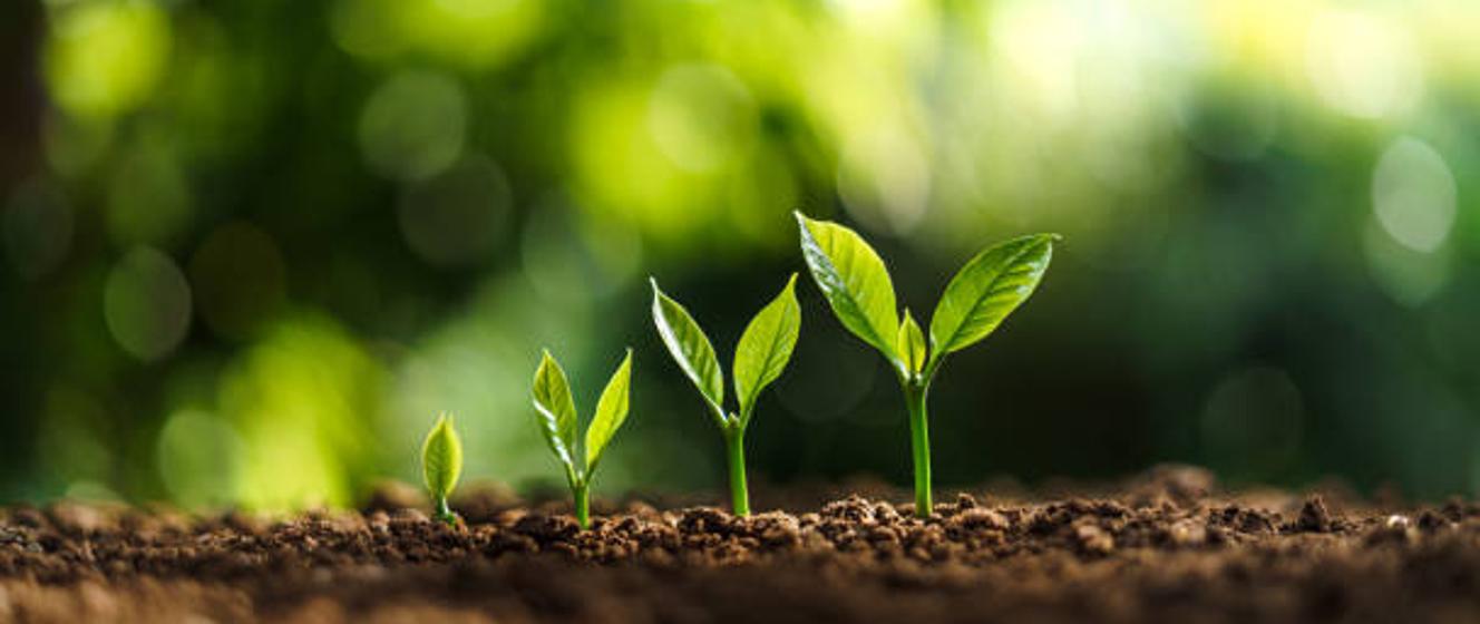 Basic Information - Plant Health and Seed Inspection Service - Gov.pl ...