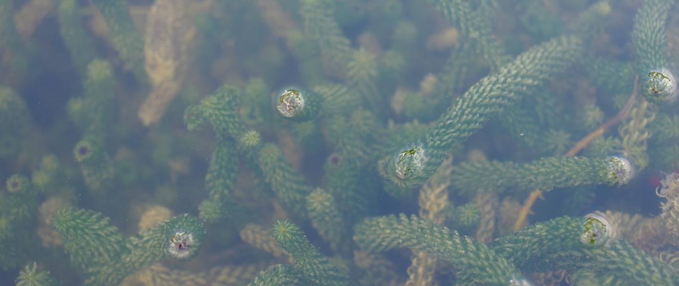 Lagarosiphon major - lagarosyfon wielki - Generalna Dyrekcja Ochrony ...