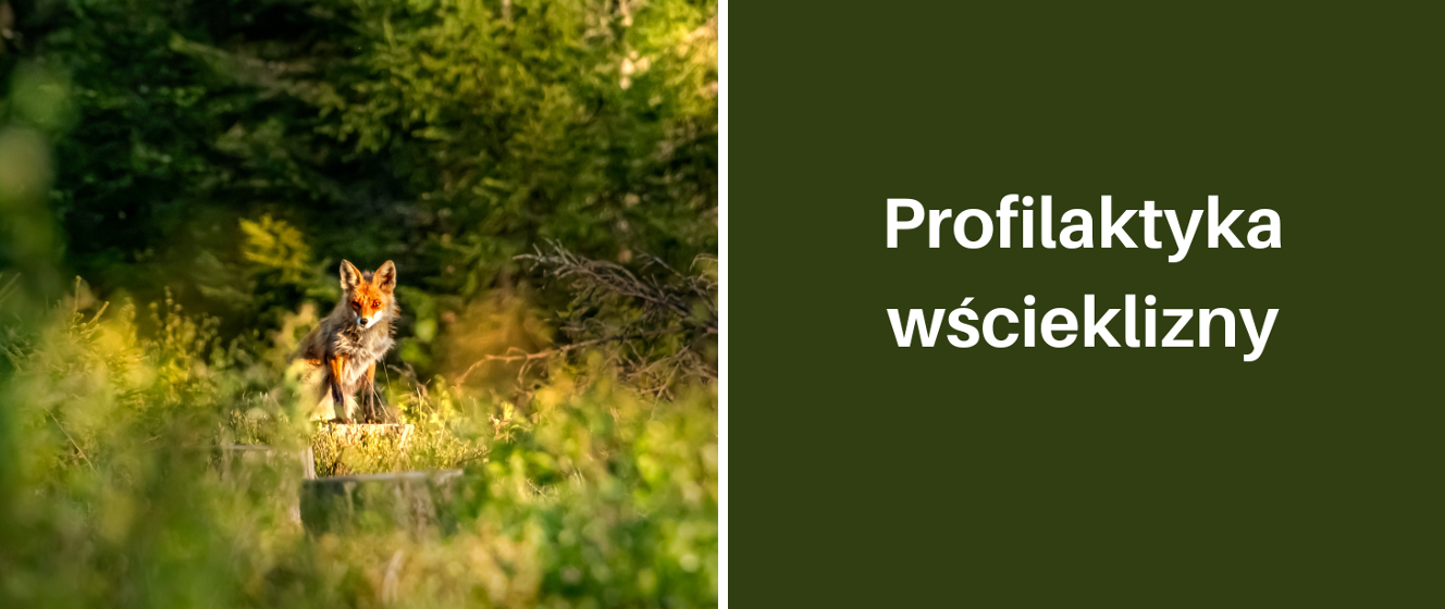 Profilaktyka wścieklizny - Wojewódzka Stacja Sanitarno-Epidemiologiczna ...