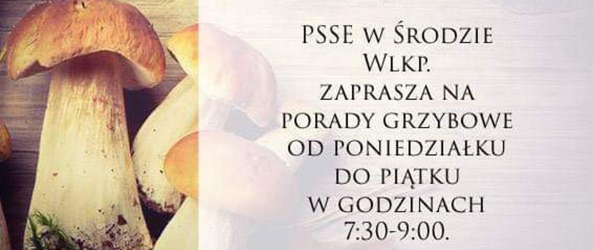 Porady Grzybowe - Powiatowa Stacja Sanitarno-Epidemiologiczna w Środzie ...
