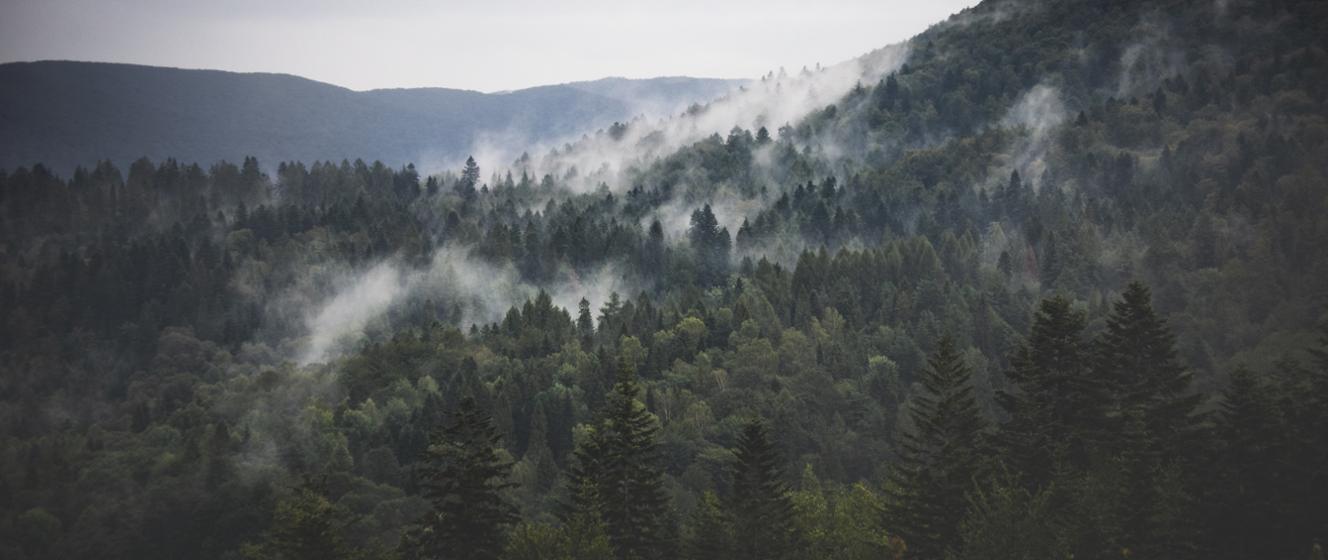 Duży spadek eksportu polskiego drewna do Chin - Ministerstwo Klimatu i ...