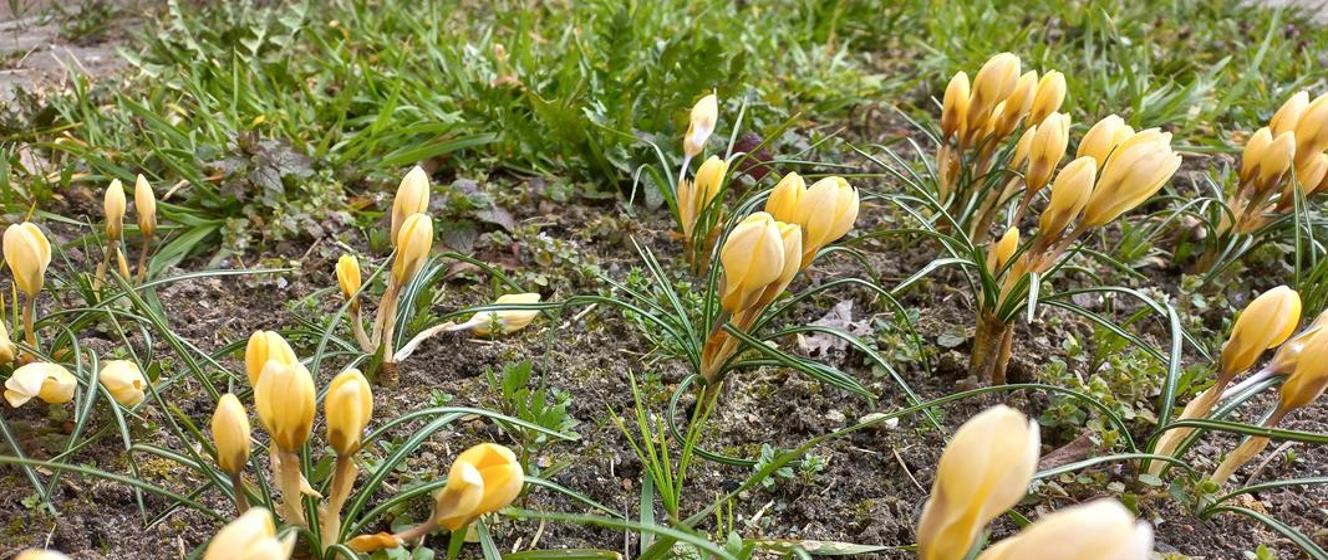 Projekt Krokus - Państwowe Liceum Sztuk Plastycznych w Łodzi - Portal ...