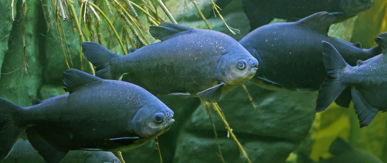 Piaractus brachypomus - pirapitinga - Generalna Dyrekcja Ochrony ...