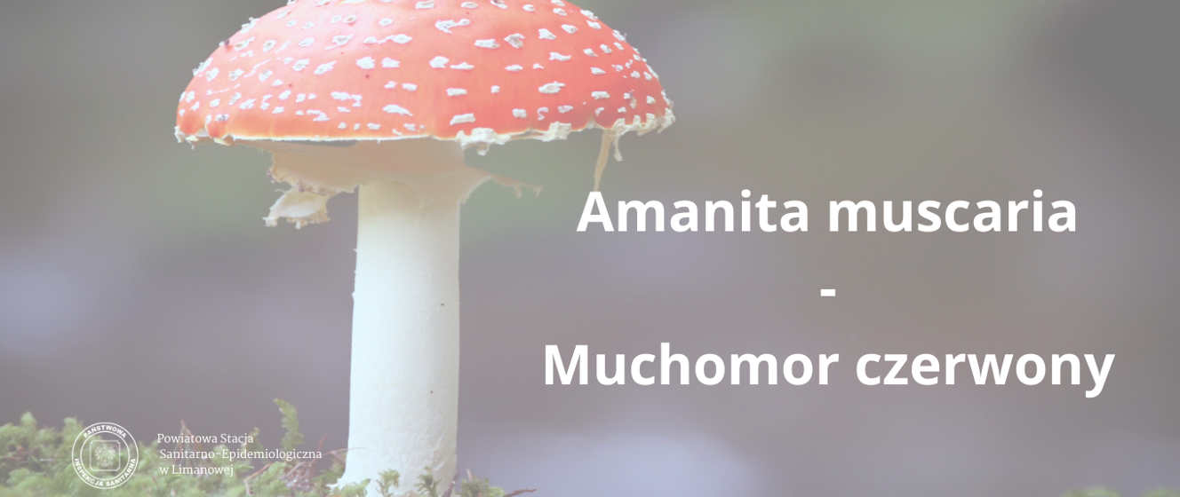 Muchomor czerwony – niebezpieczna moda - Powiatowa Stacja Sanitarno ...