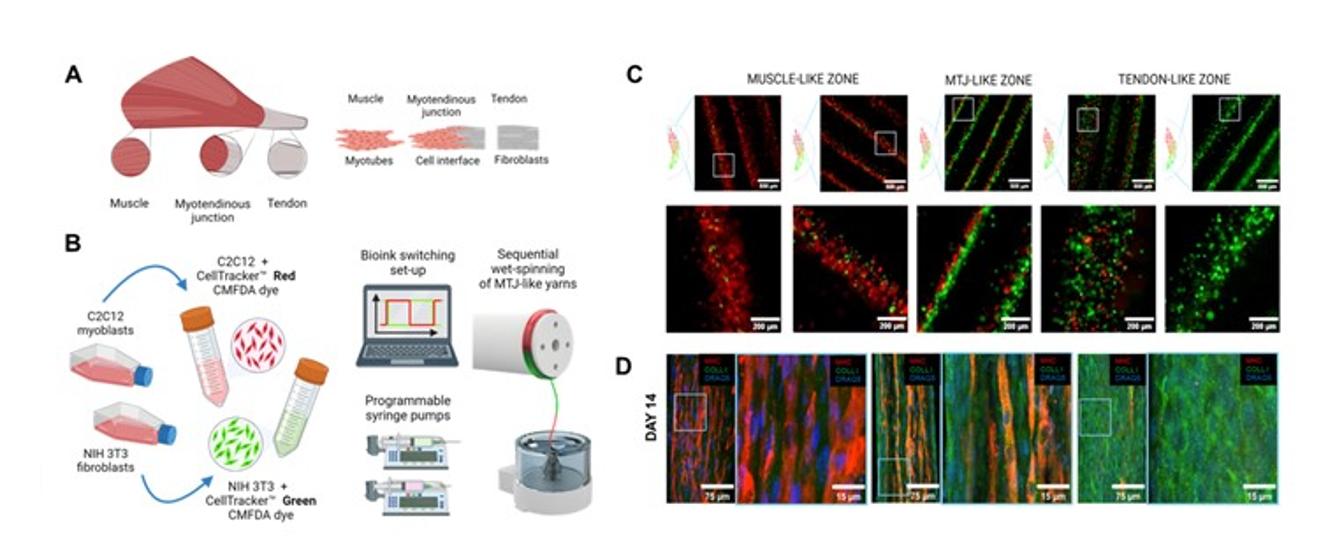 Advanced Biomaterial and Biofabrication Method for engineering the ...